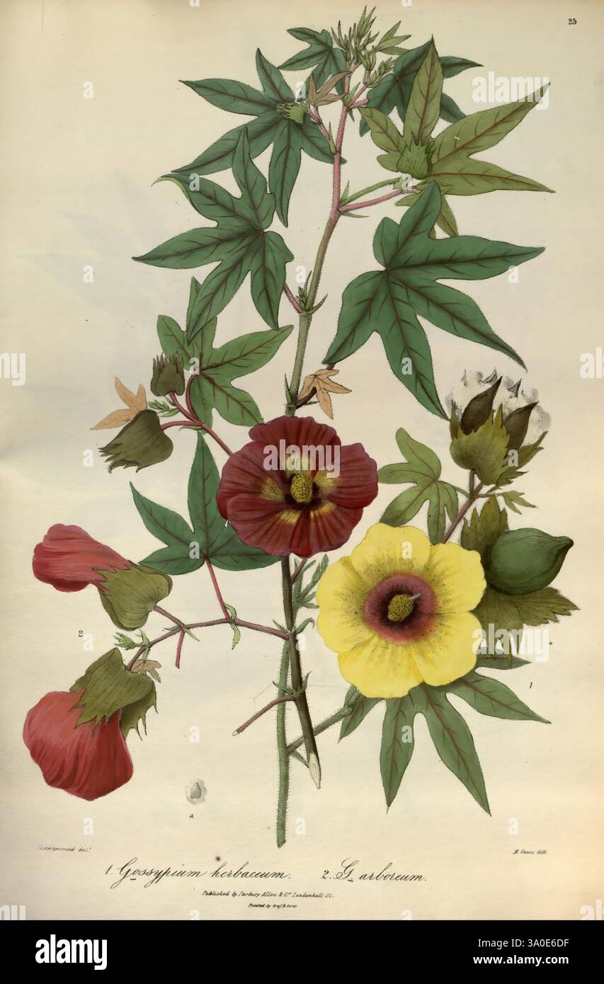 Two distinct flower types hi-res stock photography and images - Alamy