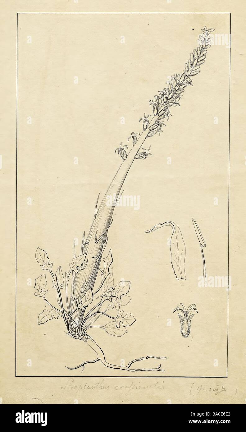 Drawings, prints, associated, with, USPRR, reports, photographs ...