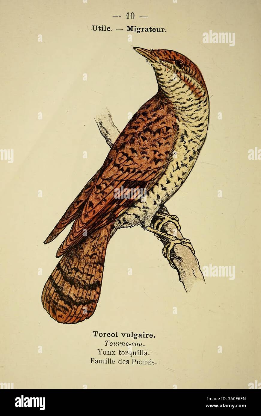 Torcol vulgaris hi-res stock photography and images - Alamy