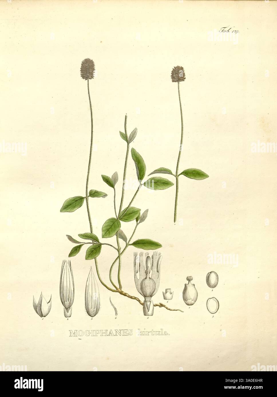 Labeled diagrams of various floral structures hi-res stock photography ...