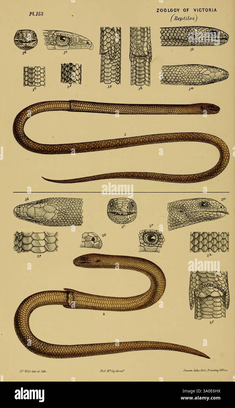 Natural history of Victoria, Melbourne, J. Ferres, government printer ...