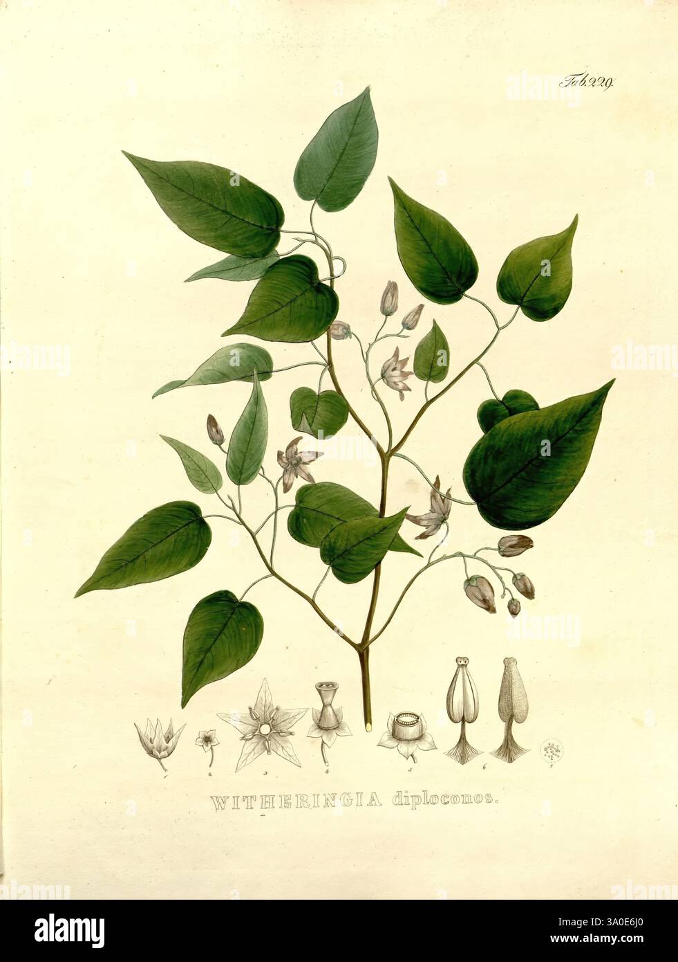 Different bud budding stages hi-res stock photography and images - Alamy