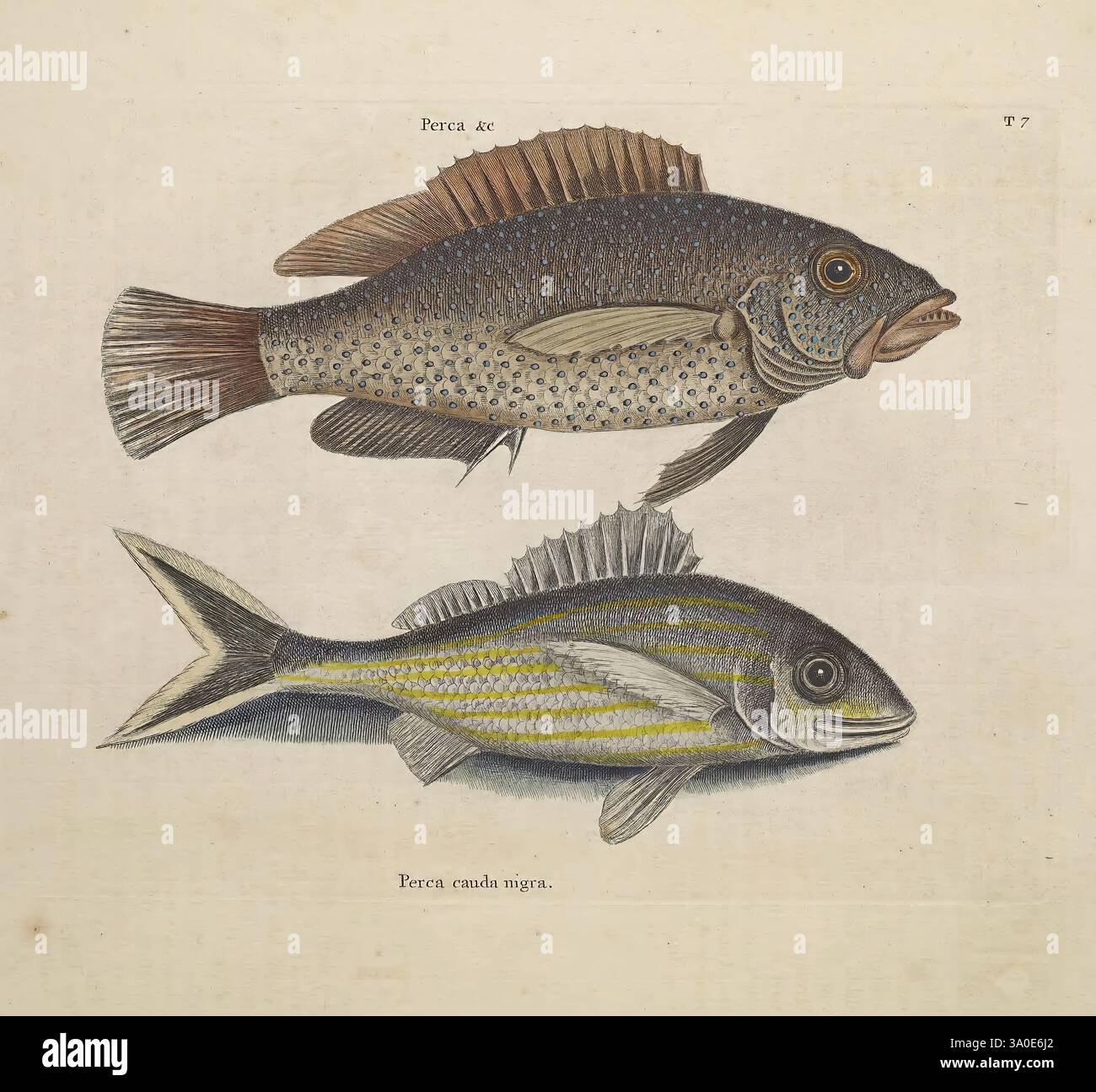 Perca marina cauda nigra hi-res stock photography and images - Alamy