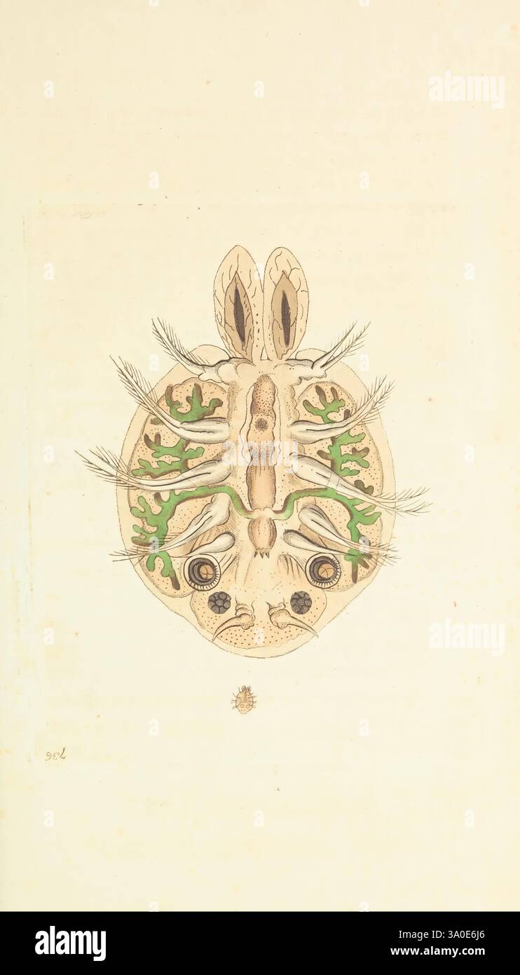 The naturalist's miscellany, or Coloured figures of natural objects ...