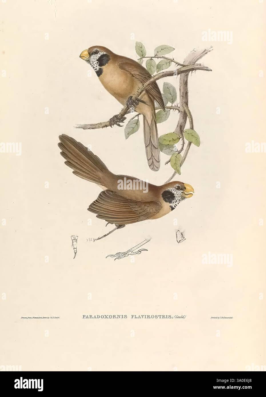 Two birds are perched on a slender branch adorned with delicate leaves ...