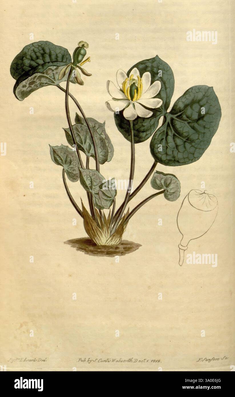 Curtis's Botanical Magazine, London, New York, Botanical Illustration ...