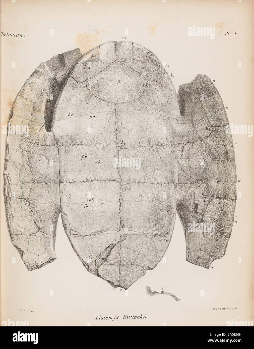 A history of British fossil reptiles, London, Cassell & Company Limited ...