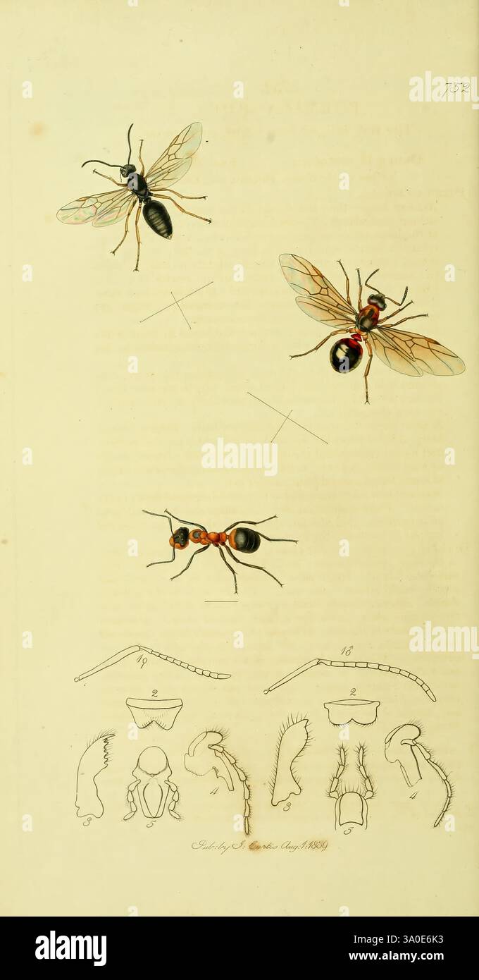Side views of winged ants hi-res stock photography and images - Alamy