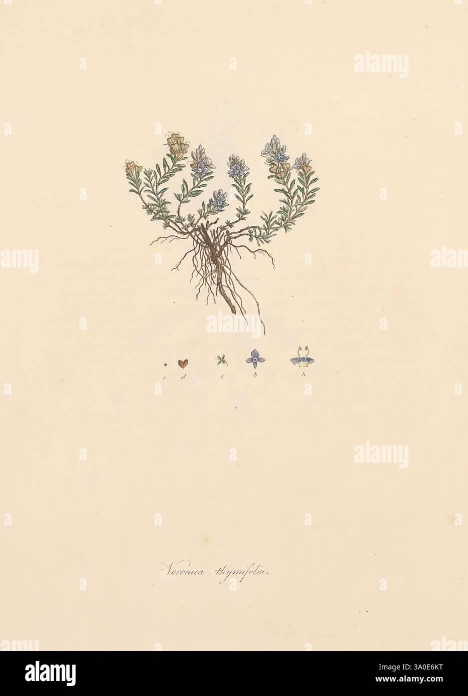 Flora Graeca, sive, Plantarum rariorum historia, quas in provinciis aut ...