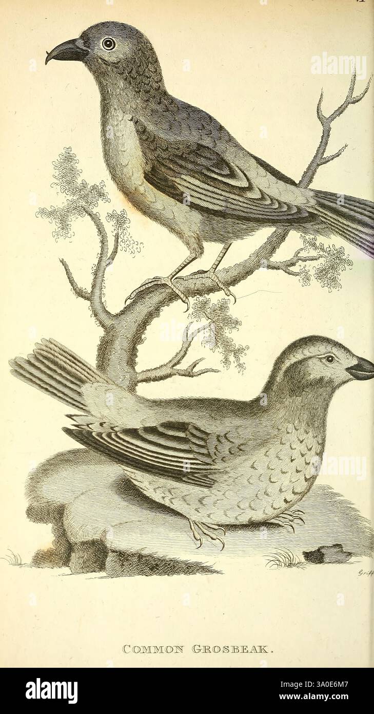 Sleeker appearance hi-res stock photography and images - Alamy