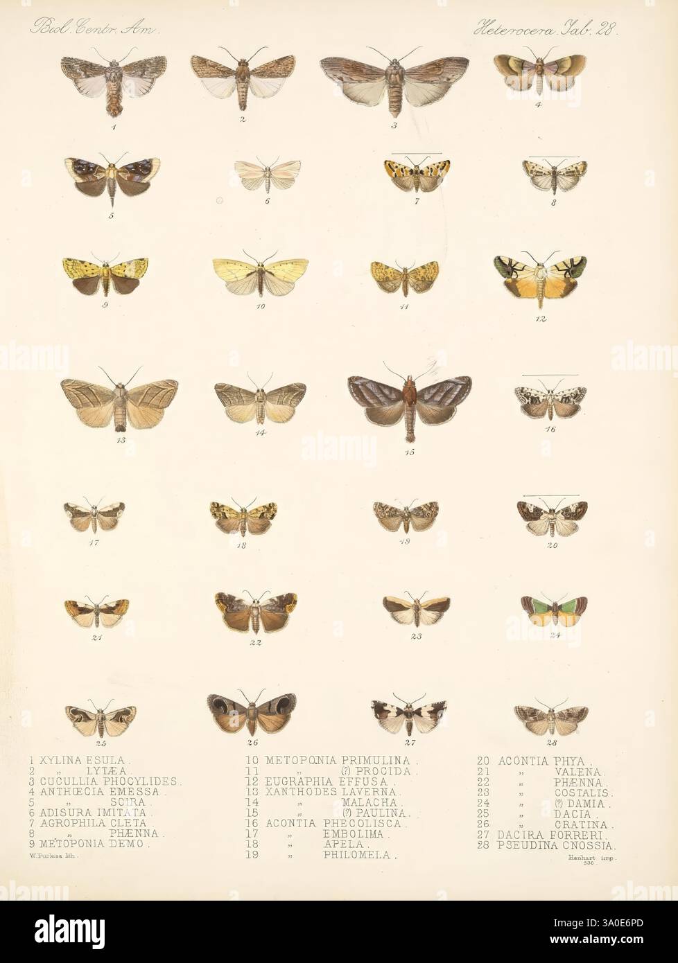 Biologia Centrali-Americana, London, 1879-1915, archaeology, botany ...