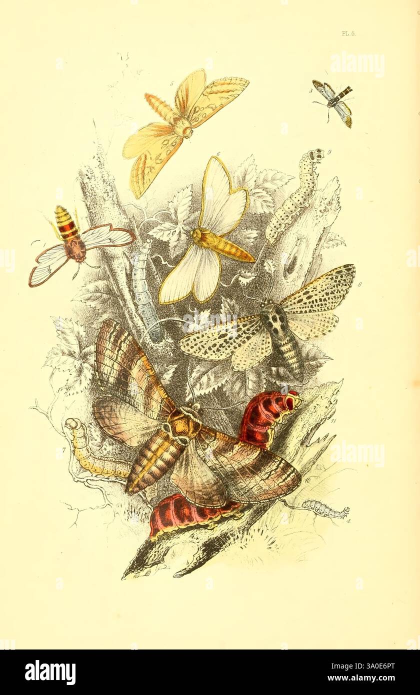 Fascinating collection of various moths hi-res stock photography and ...