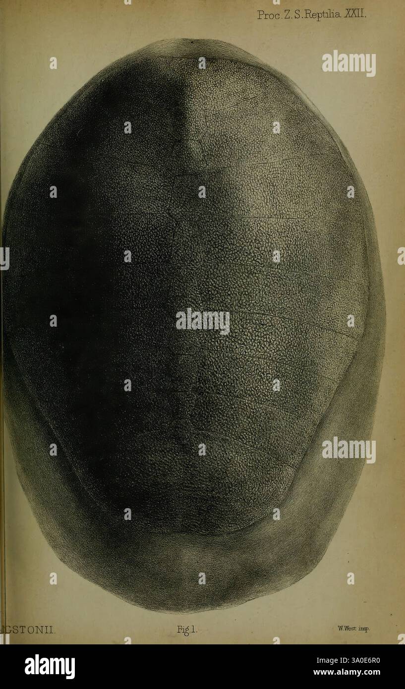 Rounded cap resembling hi-res stock photography and images - Alamy