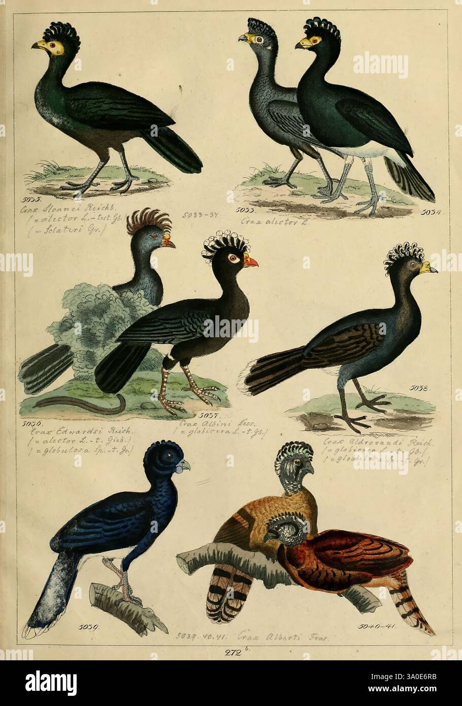 Central, Atlas, für, zoologische, Gärten, Part, 1, 5, Dresden ...