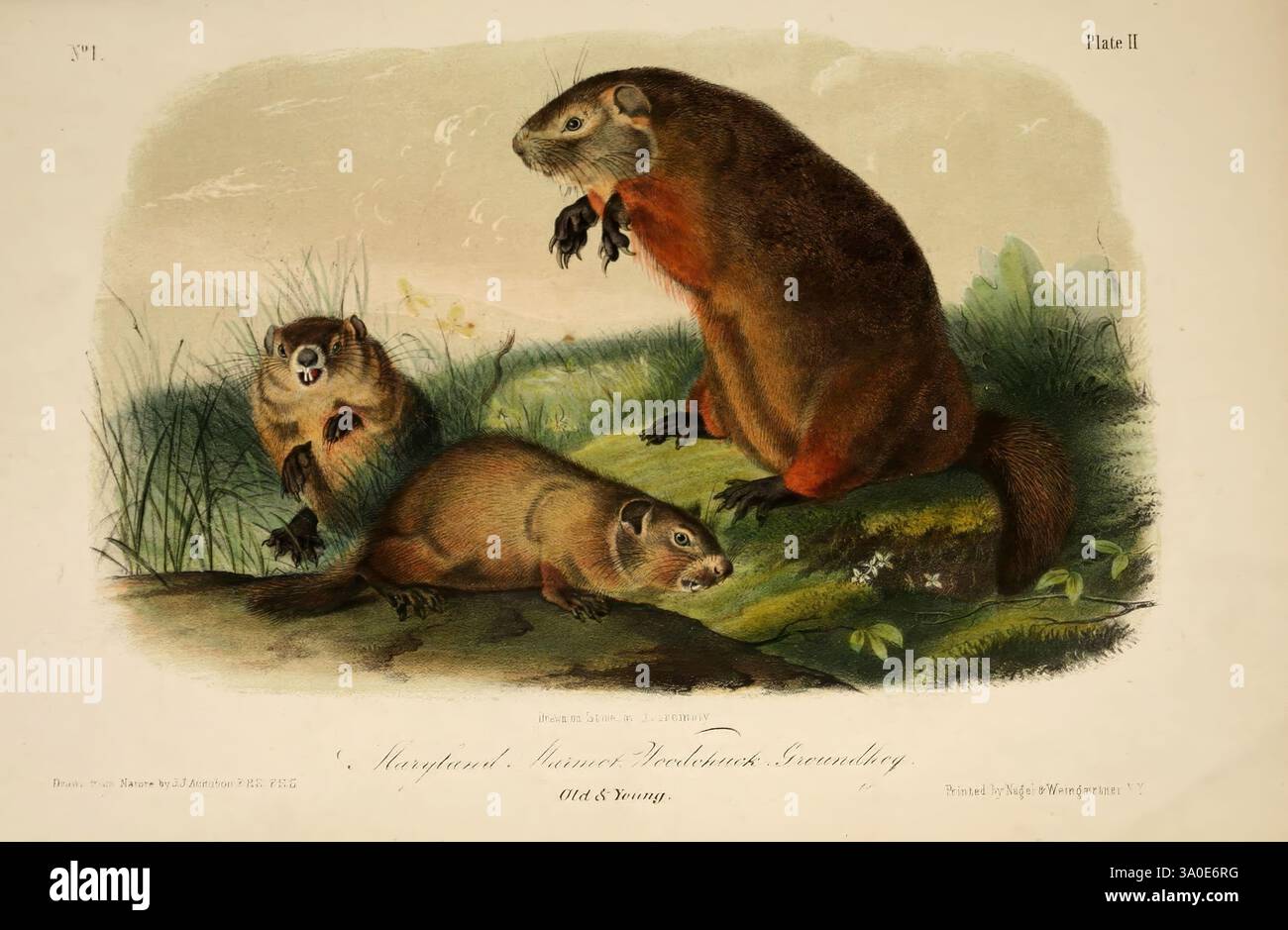 Illustration depicts three groundhogs hi-res stock photography and ...