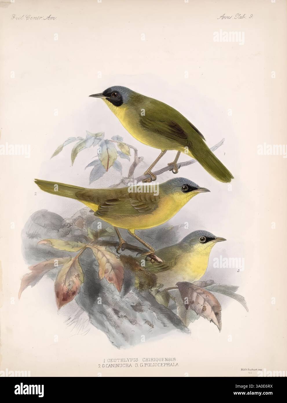 Bottom bird mirrors hi-res stock photography and images - Alamy