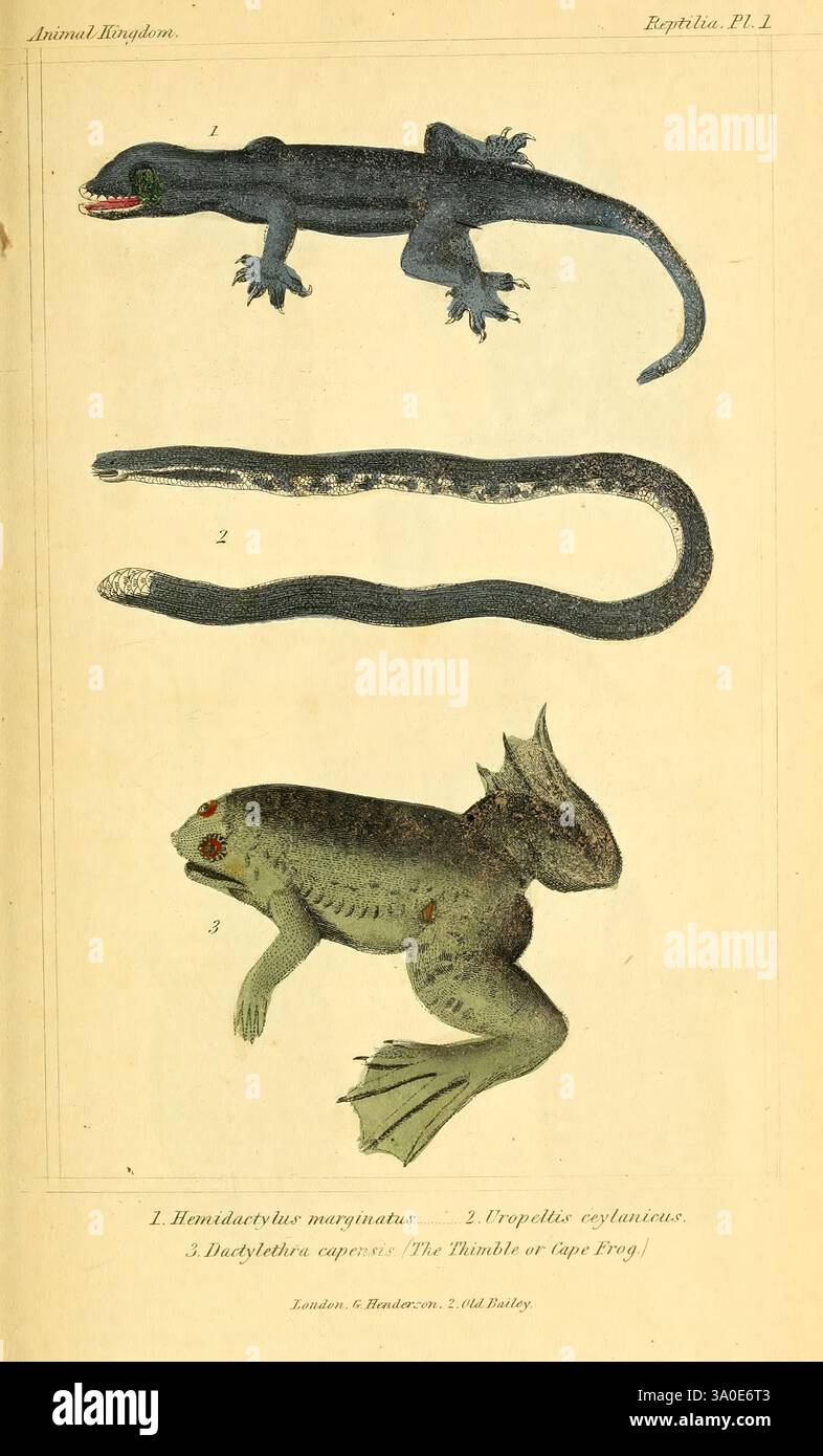 Absence of limbs hi-res stock photography and images - Alamy