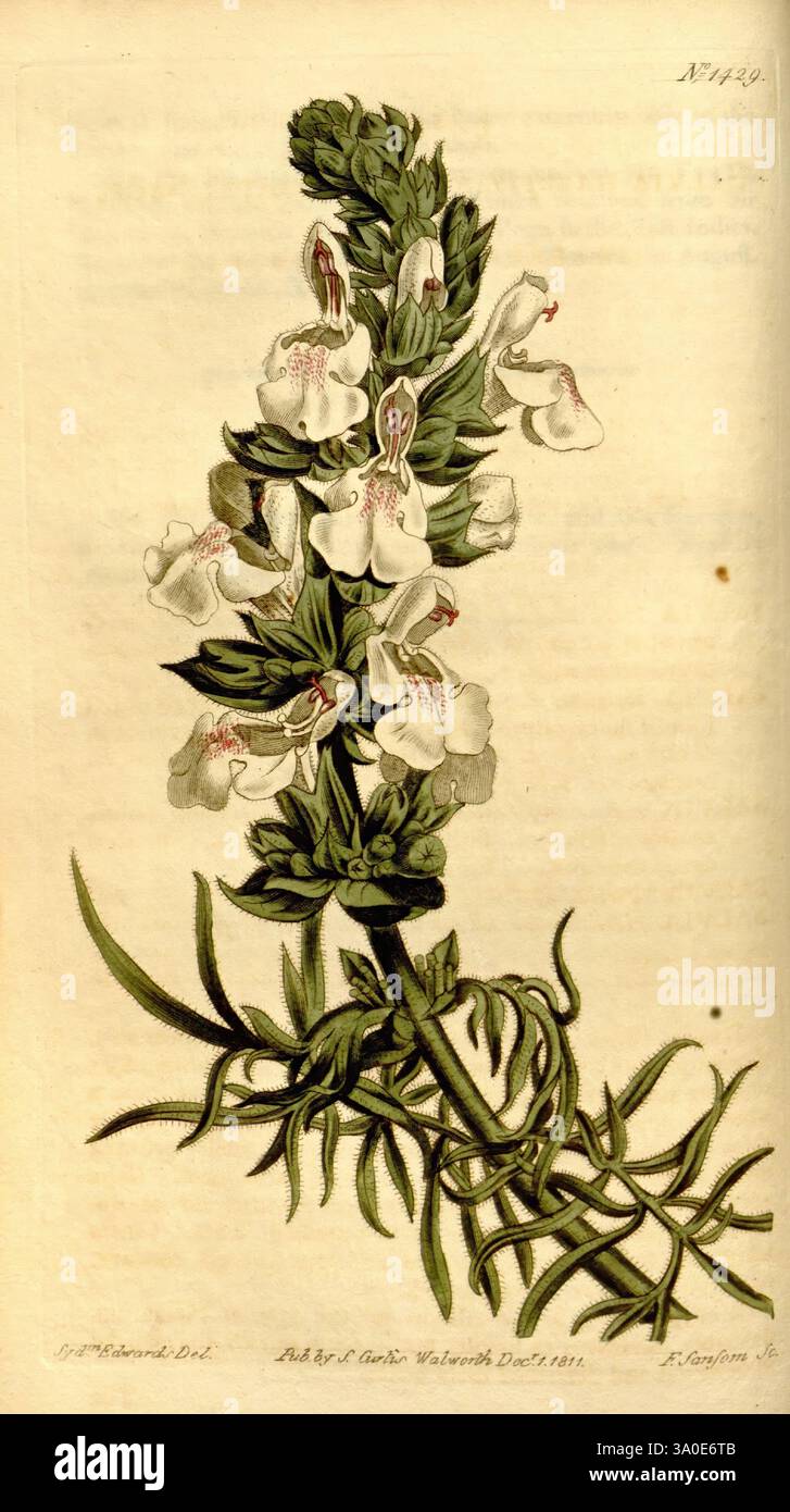 Curtis's Botanical Magazine, London, New York, botany, periodicals ...