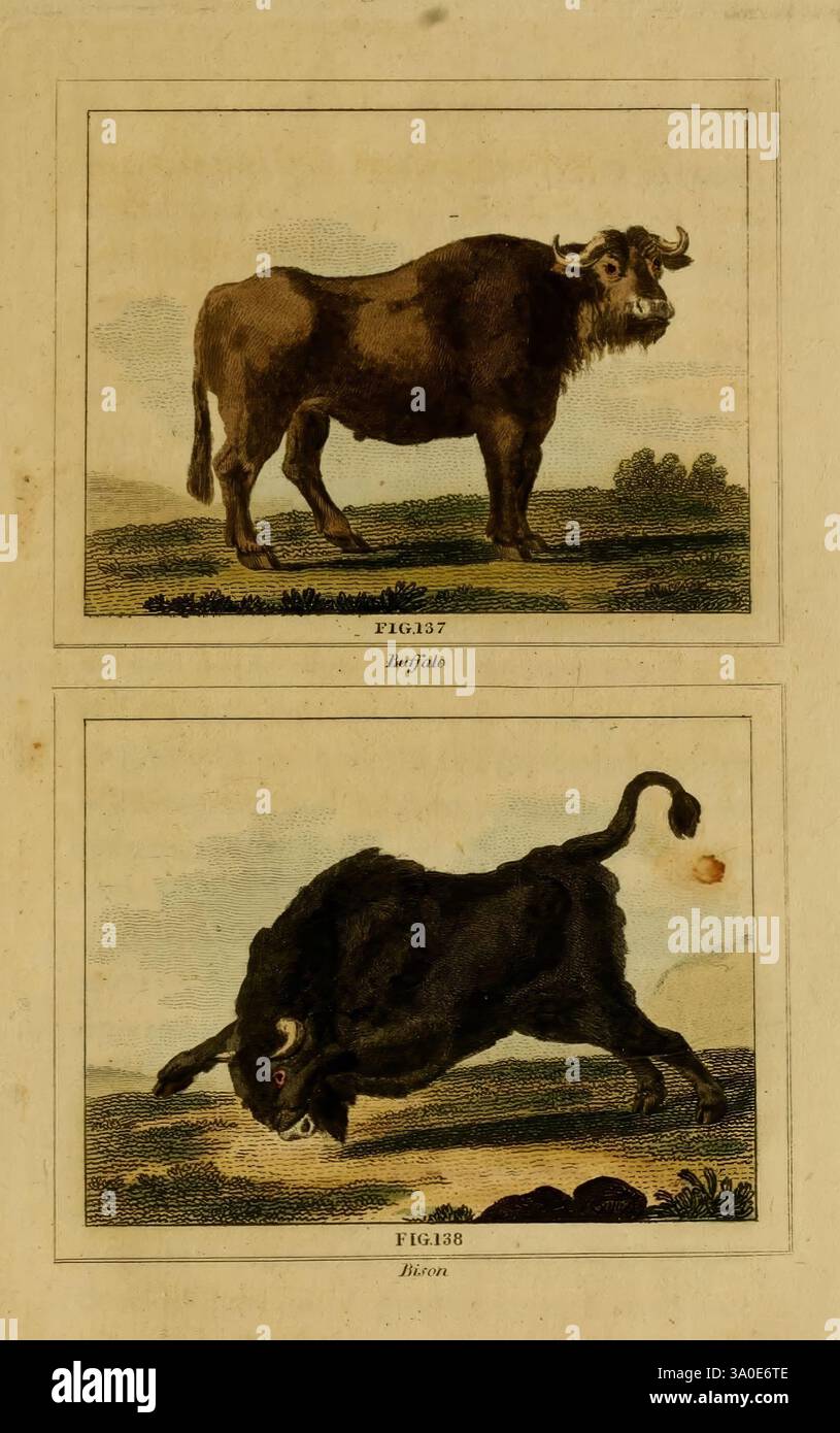 Character of different bovine species hi-res stock photography and ...