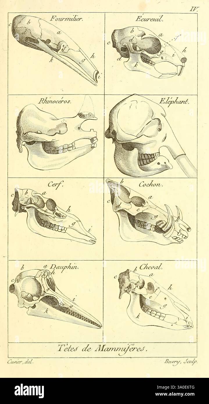 Skull structures of various mammals hi-res stock photography and images ...