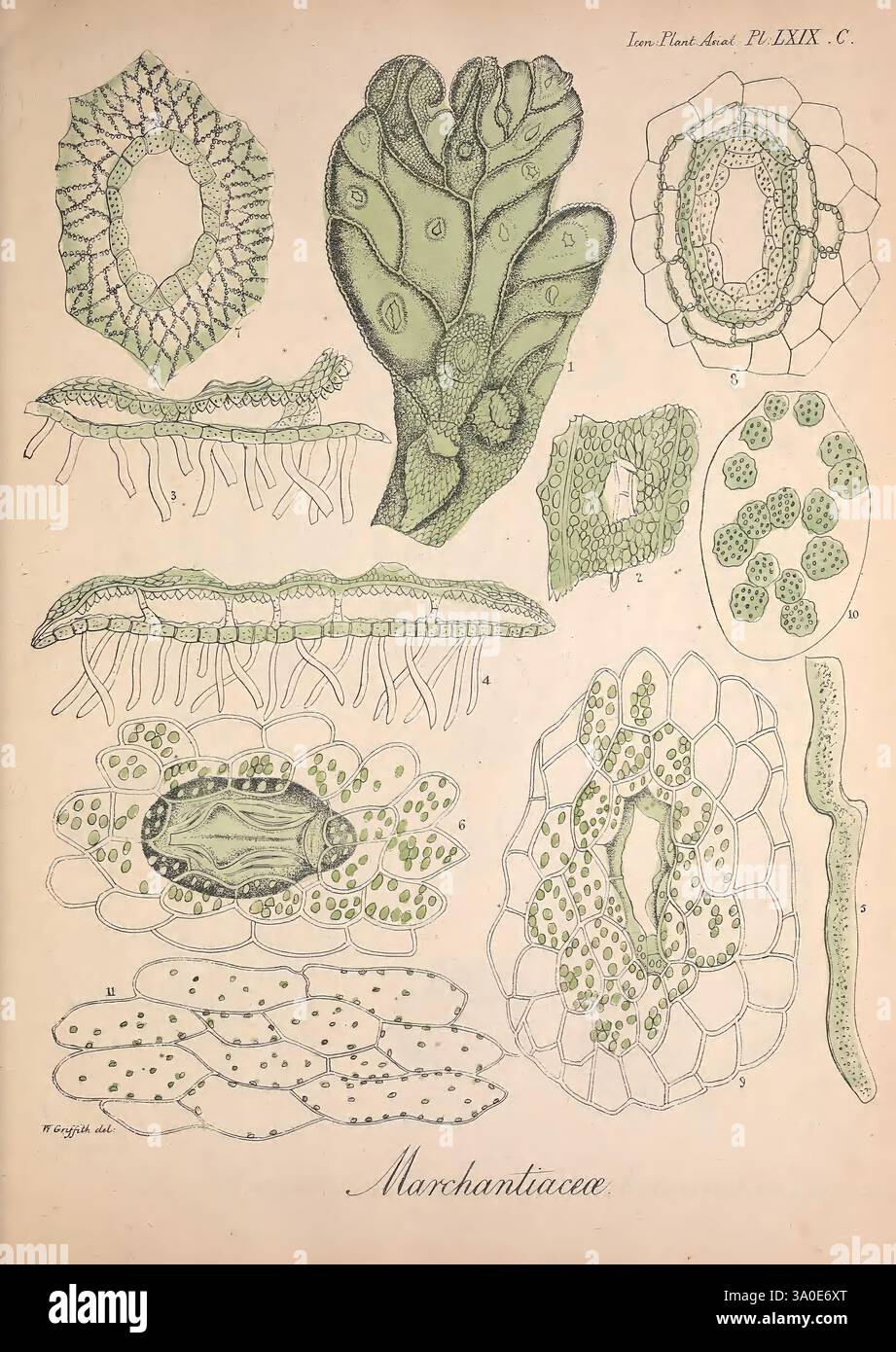 Diverse morphology of liverworts hi-res stock photography and images ...