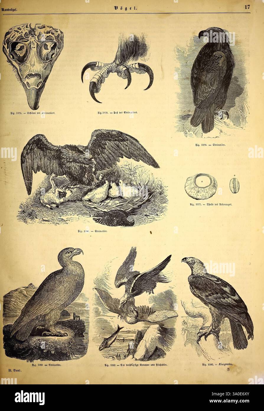 Illustrated, Natural, History, of the, Animal, Kingdom. Leipzig, J.J ...