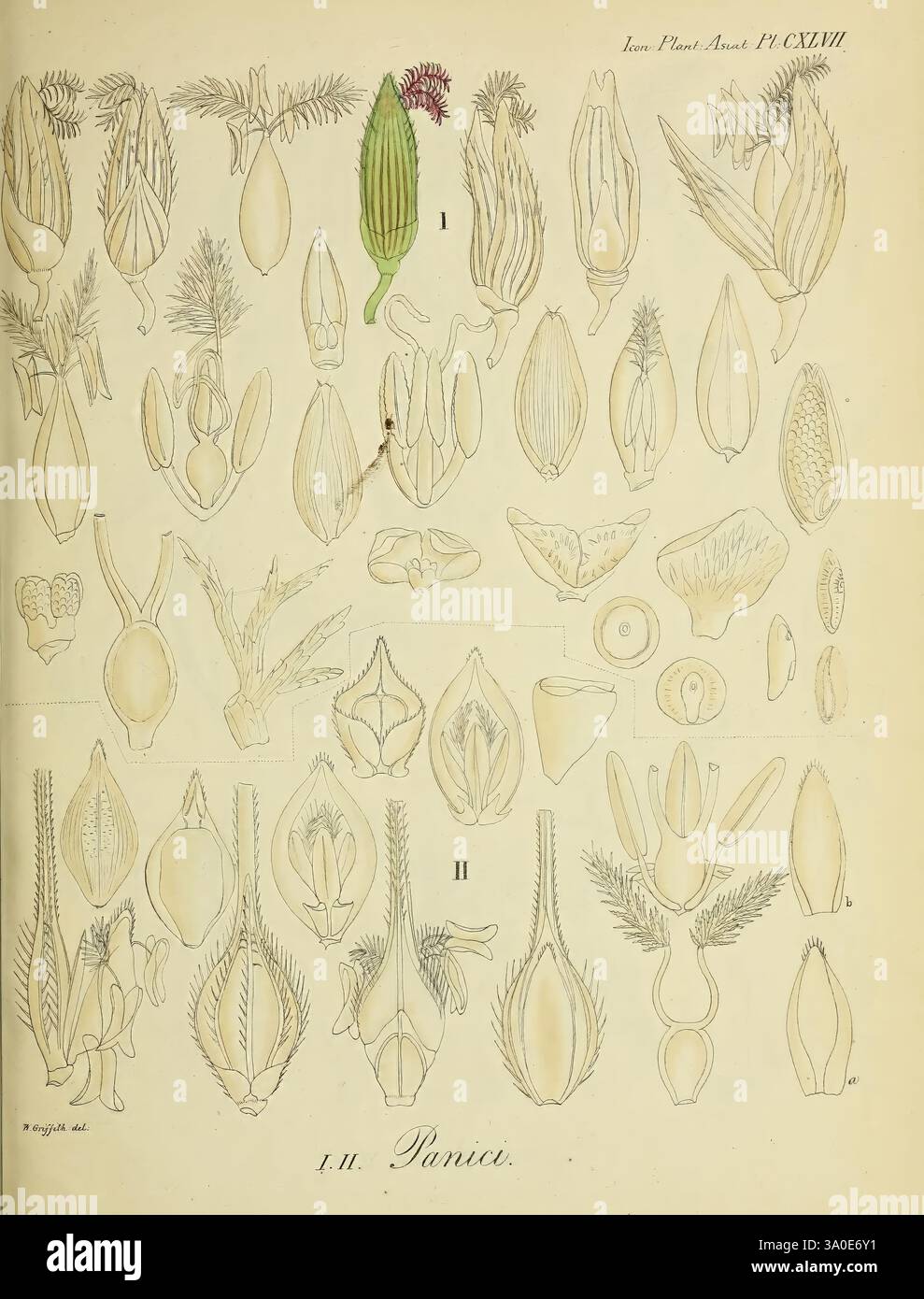 Icones Plantarum Asiaticarum, Calcutta, Bishop's College Press, 1847-54 ...
