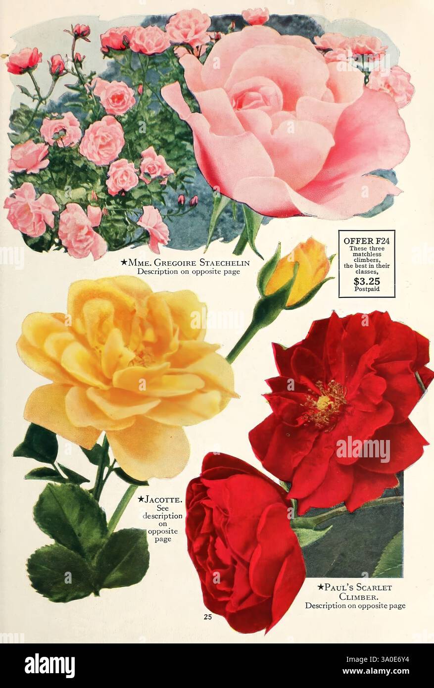 The Conard-Pyle Co, West Grove, Pa, Conard-Pyle Co, 1930, flowers ...