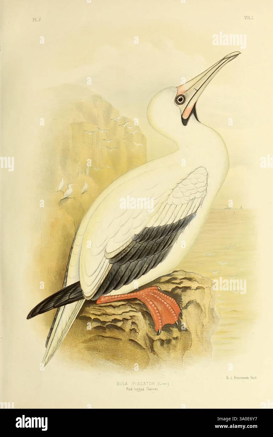 The birds of Australia, Melbourne C. Stuart & co,1890-91, birds ...