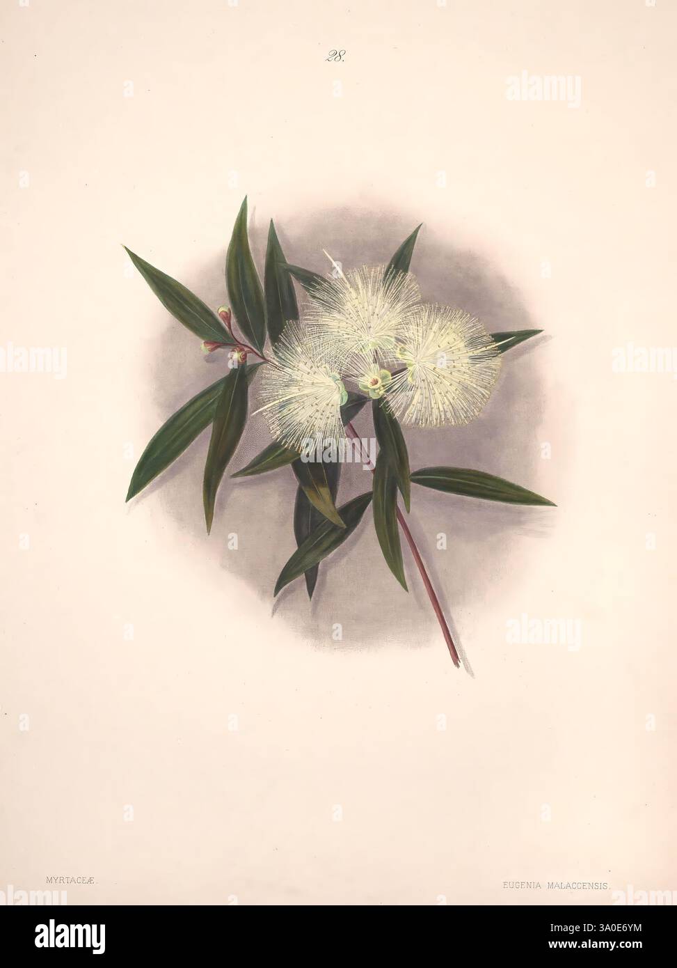 Brazilian flowers drawn from nature in the years 1880-1882, Coombe ...