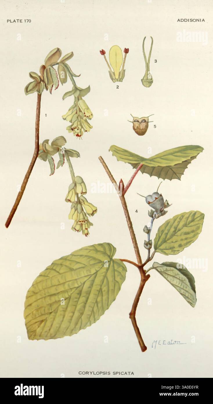 Features detailed depictions of flower anatomy hi-res stock photography ...