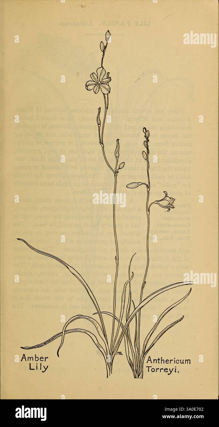 Field book of western wild flowers, New York, 1915, identification ...