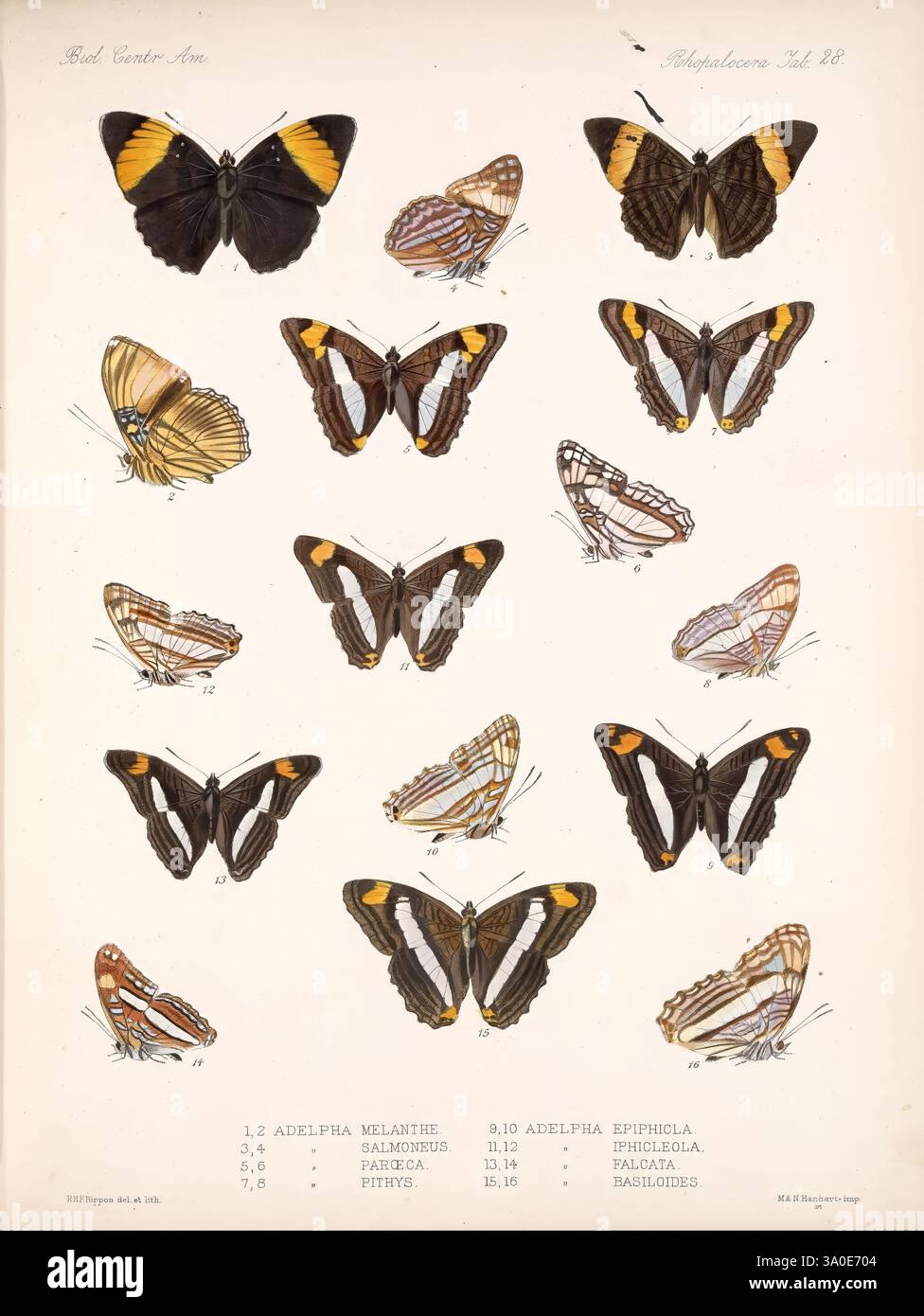 Intricate display of various butterfly species hi-res stock photography ...