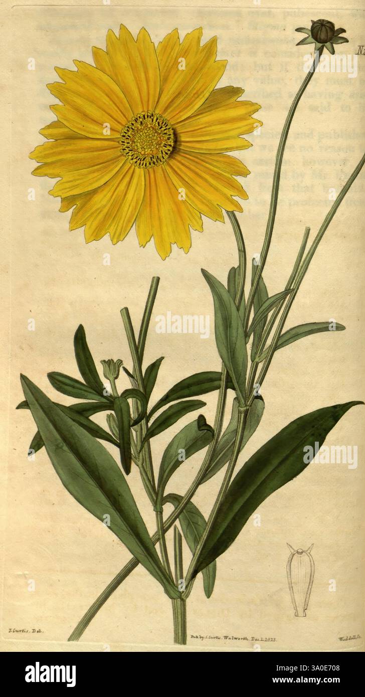 Curtis's Botanical Magazine, London, New York, botanical illustration ...