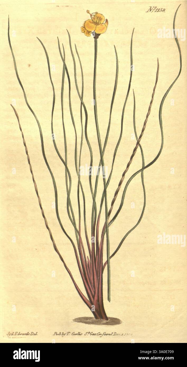 Curtis's Botanical Magazine London New York Botanical Illustration ...