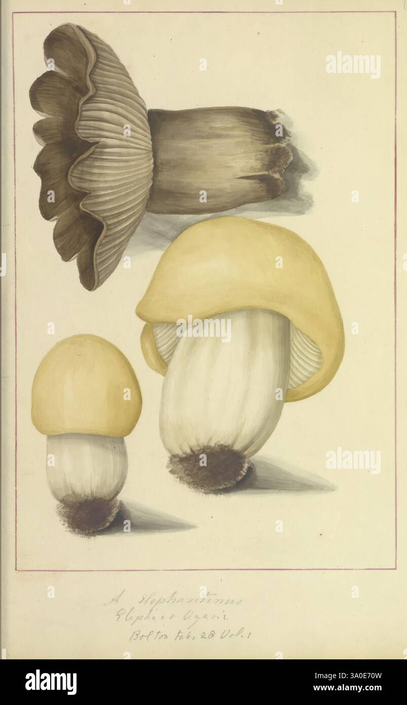 Icons fungorum circa Halifax sponte Nascentium, 1784-1792, early works ...