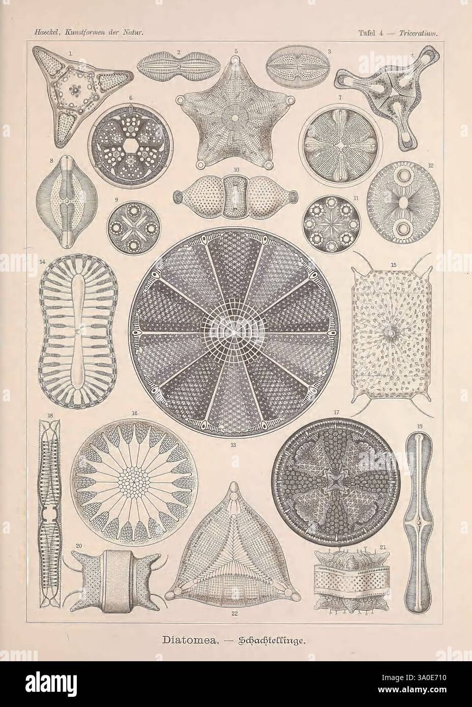Multiple diatom forms hi-res stock photography and images - Alamy