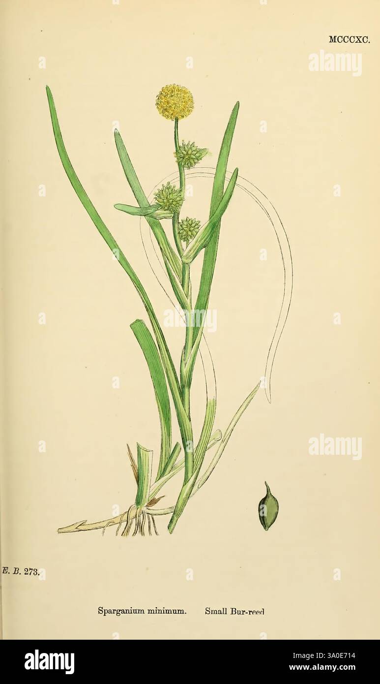 Botanical representation of spaganium minimum hi-res stock photography ...