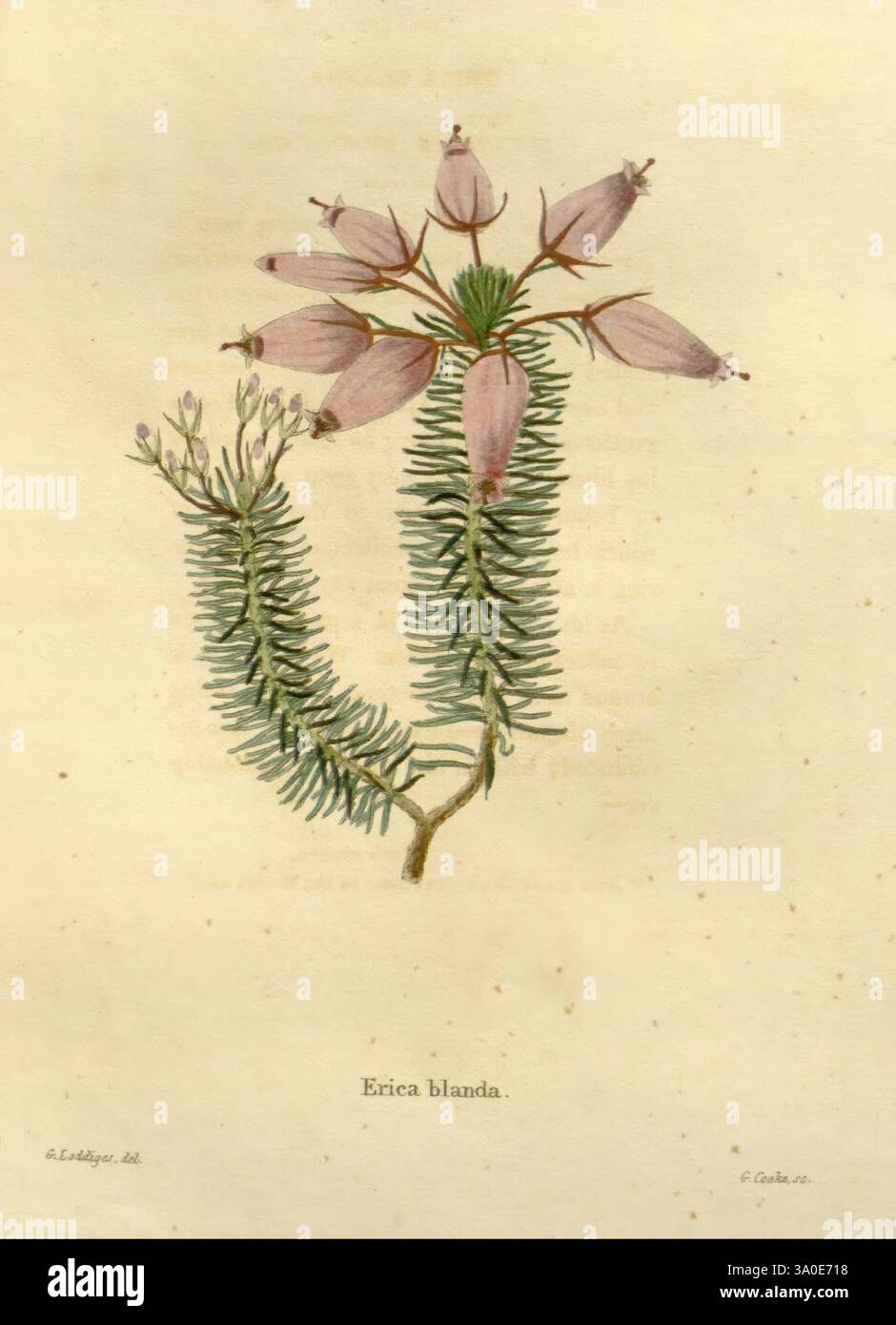 The, botanical, cabinet, London, John, &, Arthur, Arch, 1817-1833, This ...