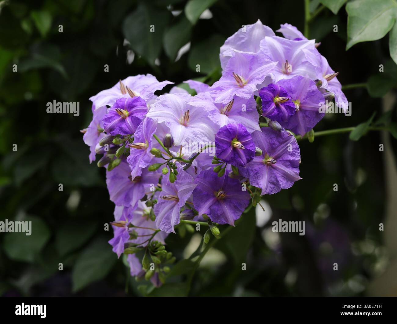 Divorce vine hi-res stock photography and images - Alamy