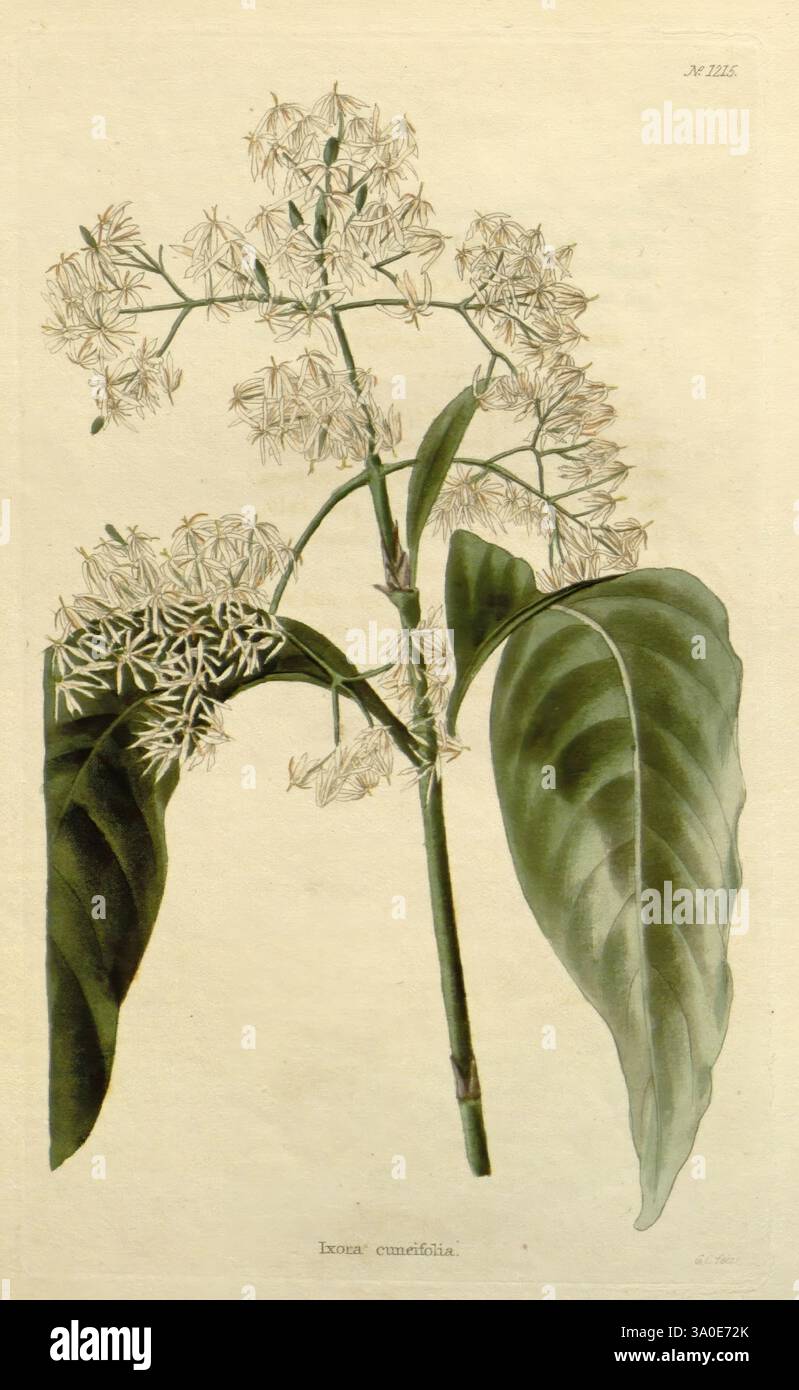 Prominent rib structure hi-res stock photography and images - Alamy