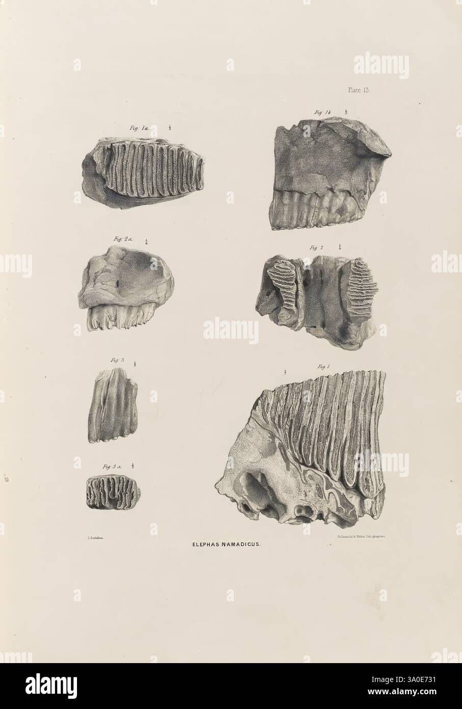 Fauna antiqua sivalensis, being the fossil zoology of the Sewalik Hills ...