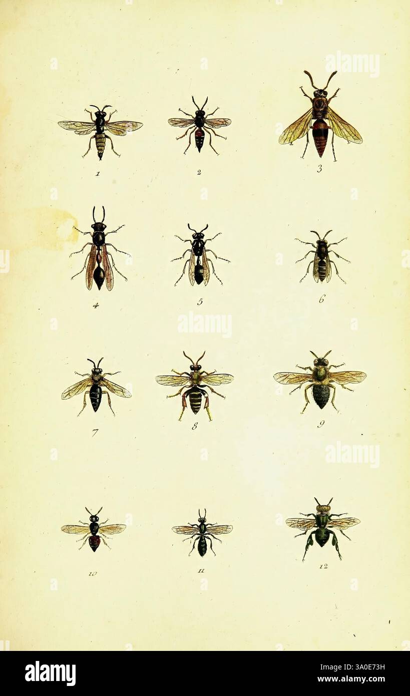 Diverse group of bees hi-res stock photography and images - Alamy