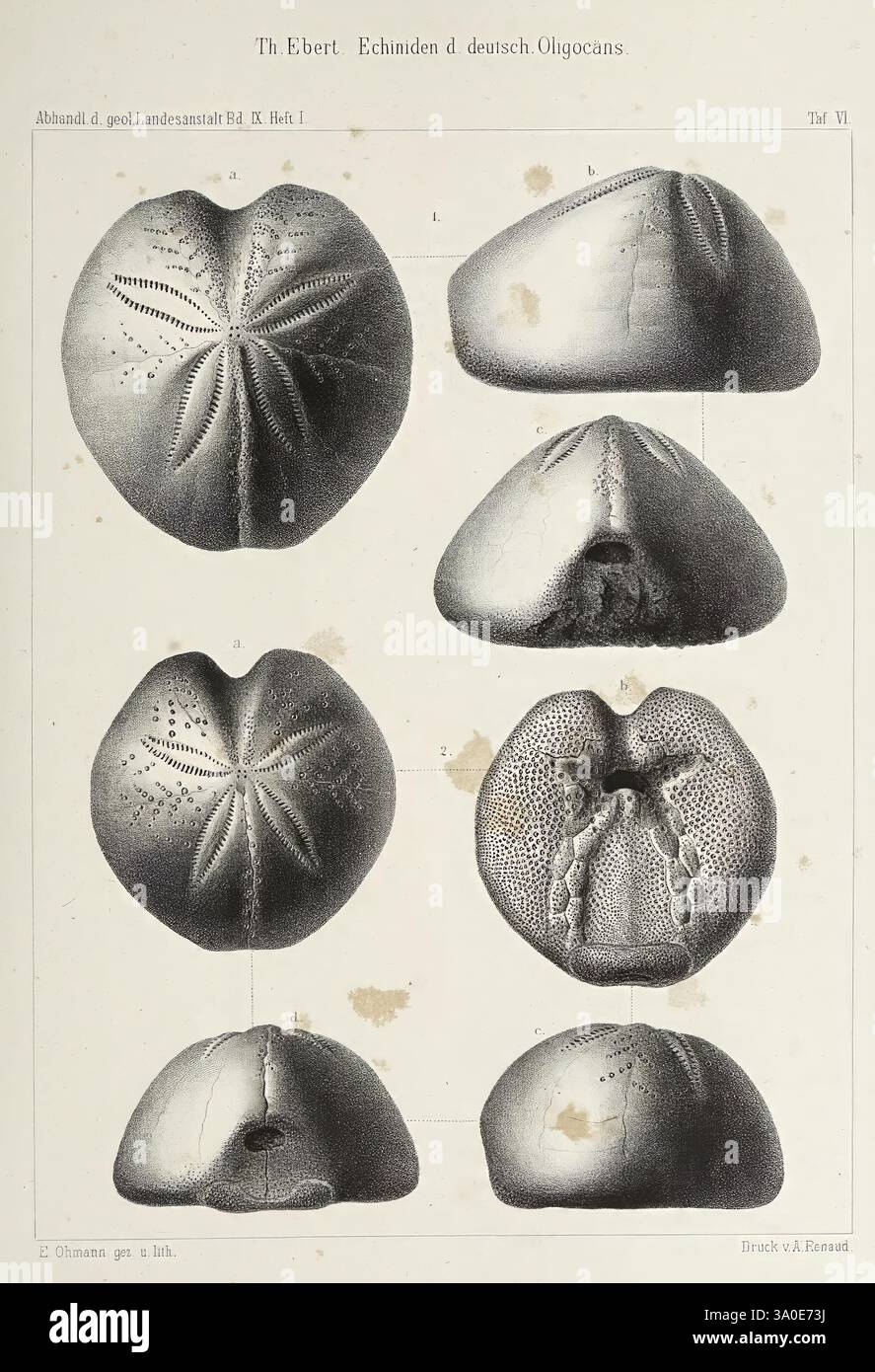 Series of detailed representations of various shells hi-res stock ...