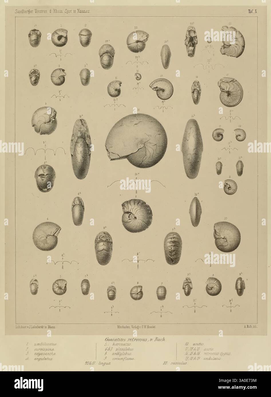 Highlighting different species of ammonites hi-res stock photography ...