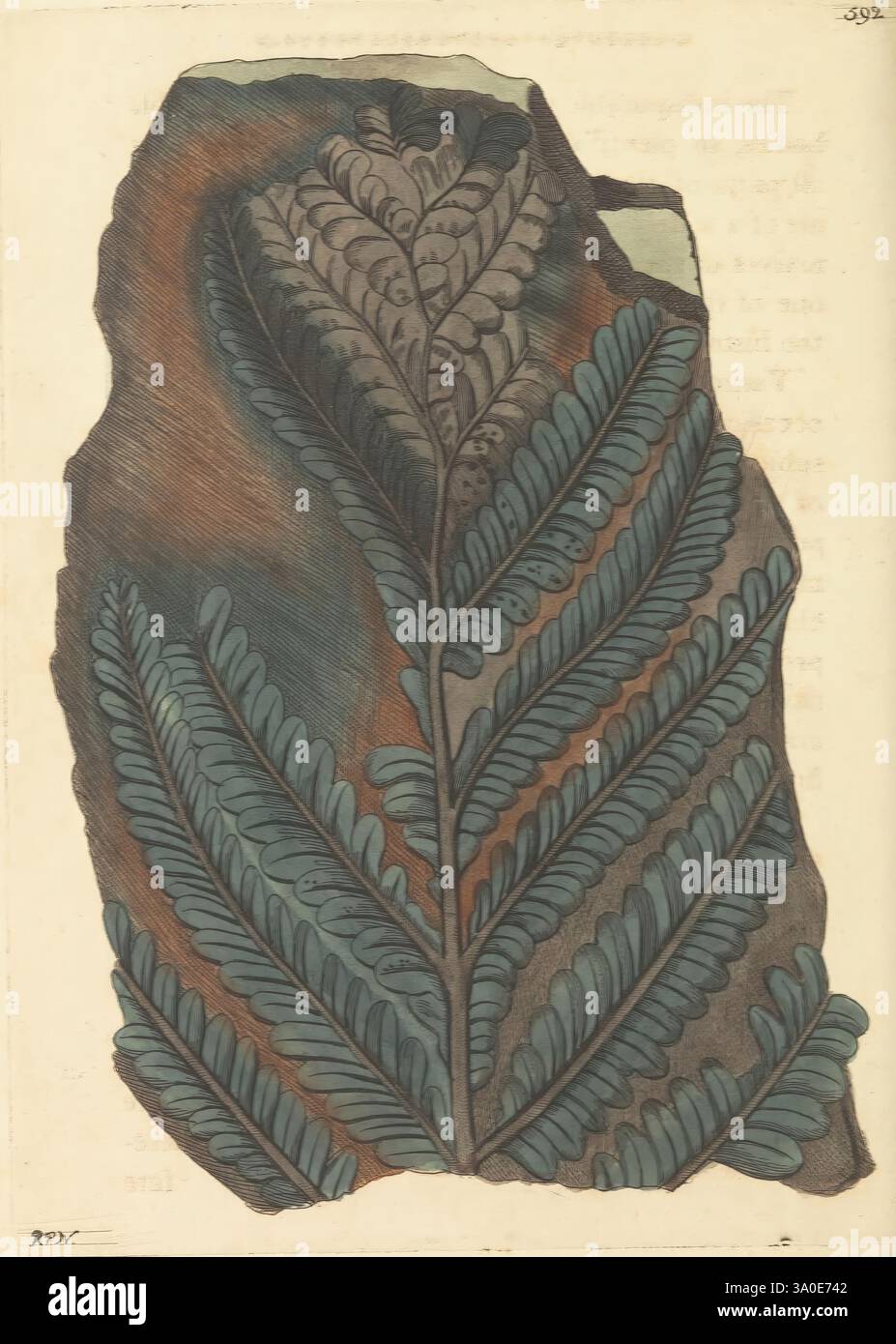 The naturalist's miscellany, or Coloured figures of natural objects ...