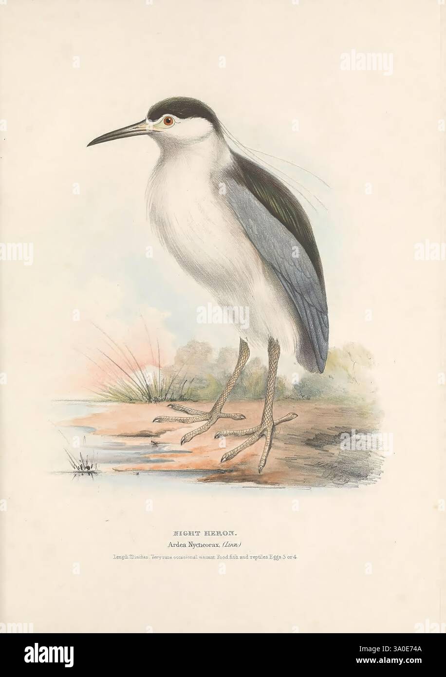 Illustrations of British Birds London 1837-1844 Birds Great Britain ...