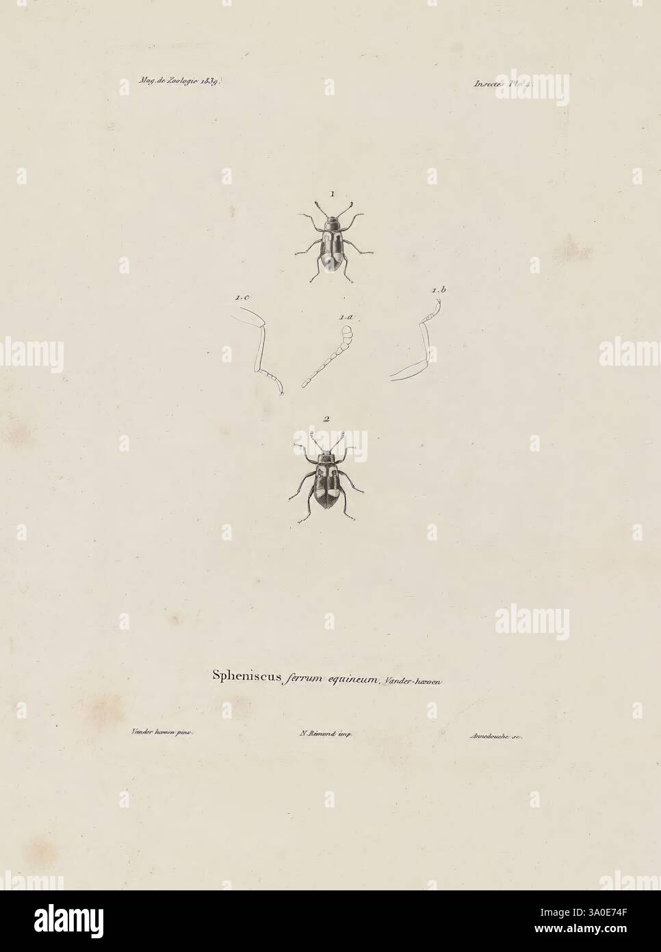 Illustrations of insects created for the Magasin de zoologie 1838-1842 ...