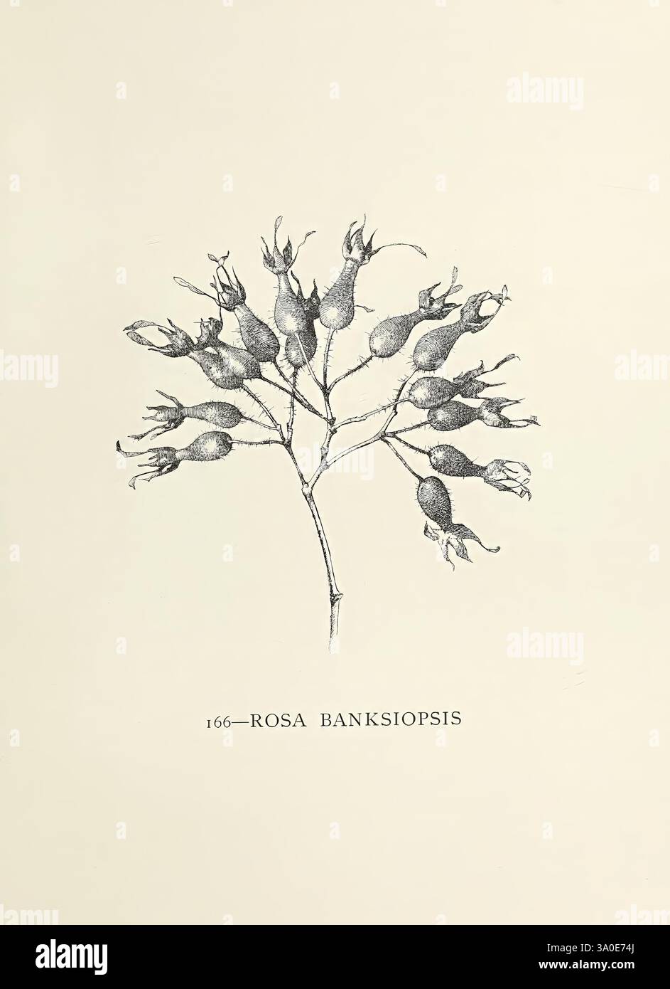 The Genus Rosa, 1914. Roses, The illustration depicts a botanical study ...