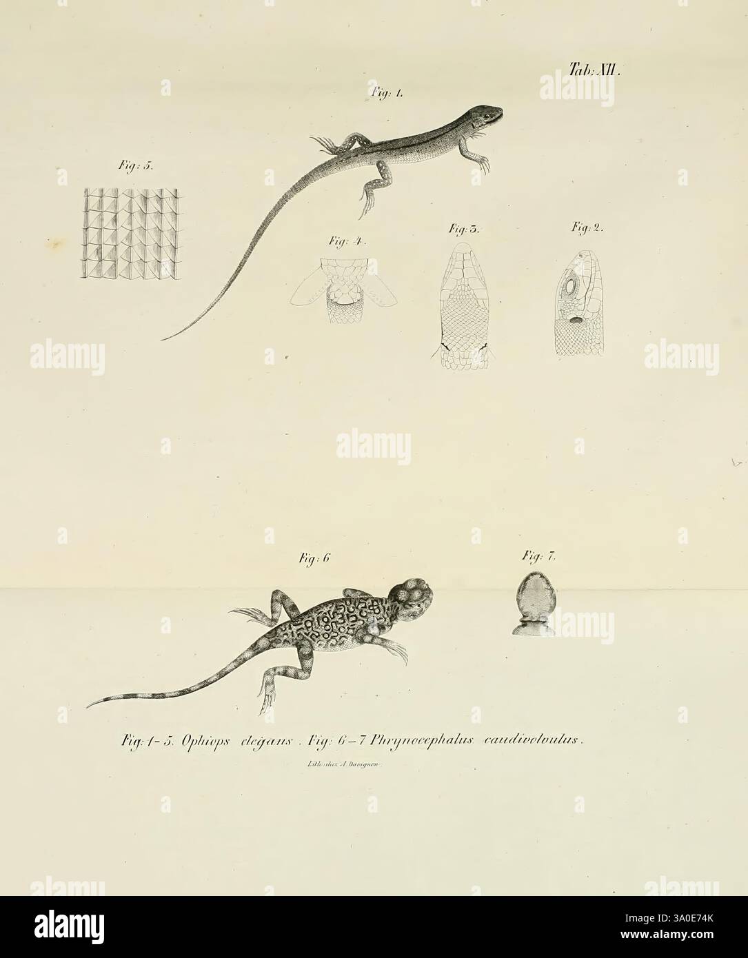 Two distinct lizard figures hi-res stock photography and images - Alamy
